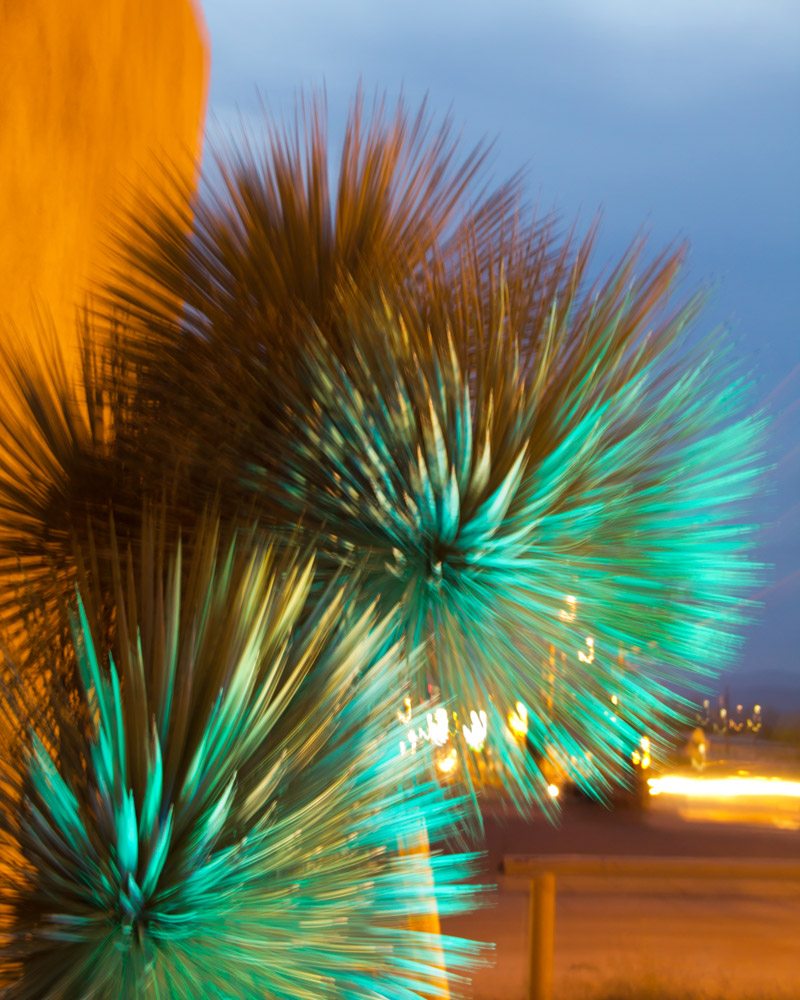 Yucca at Night - Alpine, TexasAlpine, Texas