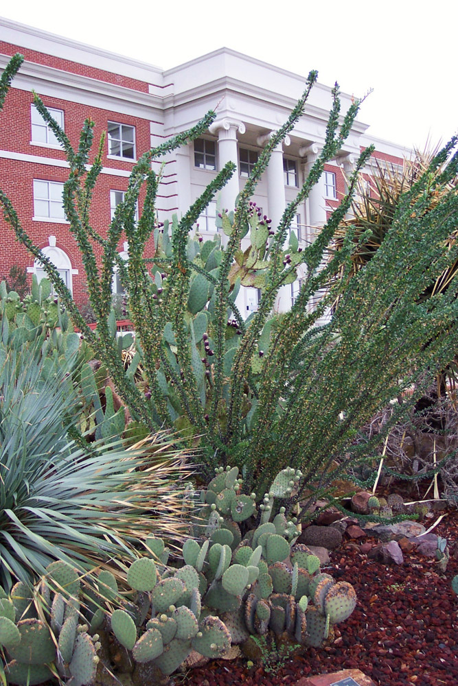Cactus Garden Guards - Alpine, TexasAlpine, Texas
