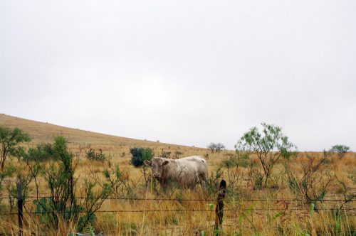 Alpine Cattle Ranch - Alpine, TexasAlpine, Texas