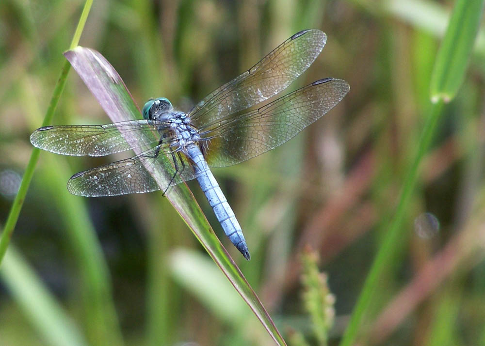 Kokernot Lodge Dragonfly - Alpine, TexasAlpine, Texas