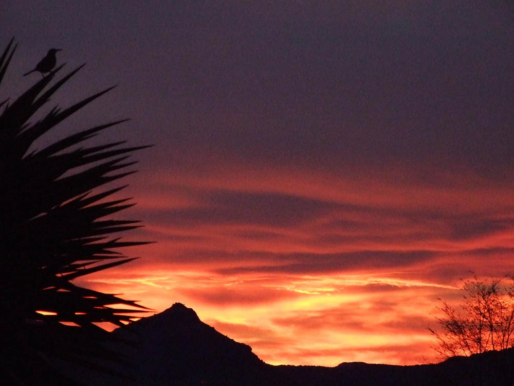 Bird Mountain - Alpine, TexasAlpine, Texas