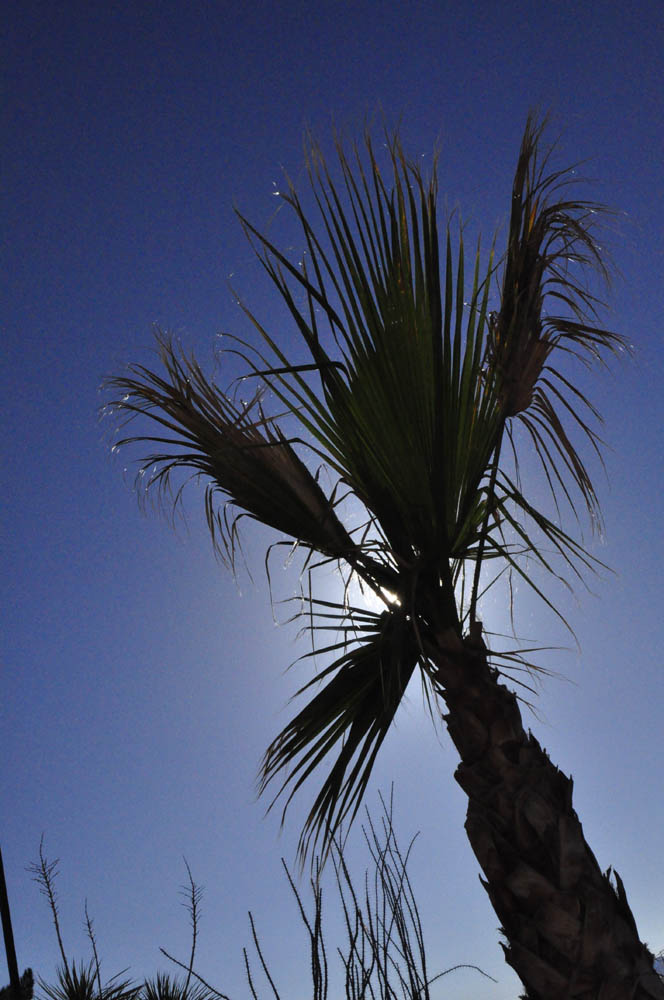 Palm Tree Blocking the Sun - Alpine, TexasAlpine, Texas