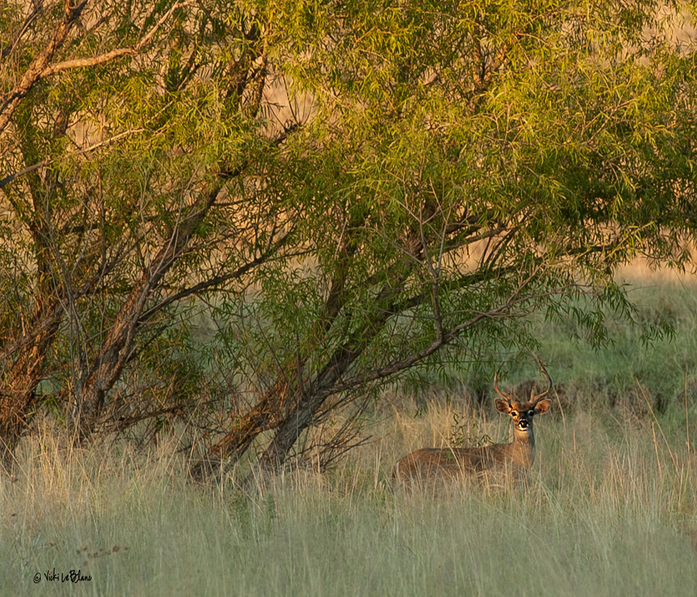 Alpine Buck - Alpine, TexasAlpine, Texas