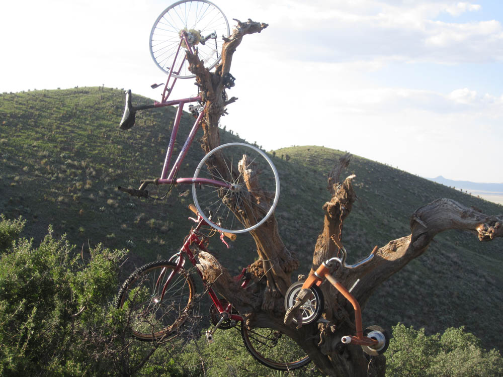 A Tree with Bikes - Alpine, TexasAlpine, Texas