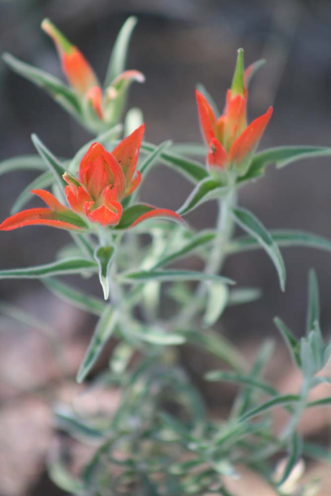 Red Flower - Alpine, TexasAlpine, Texas