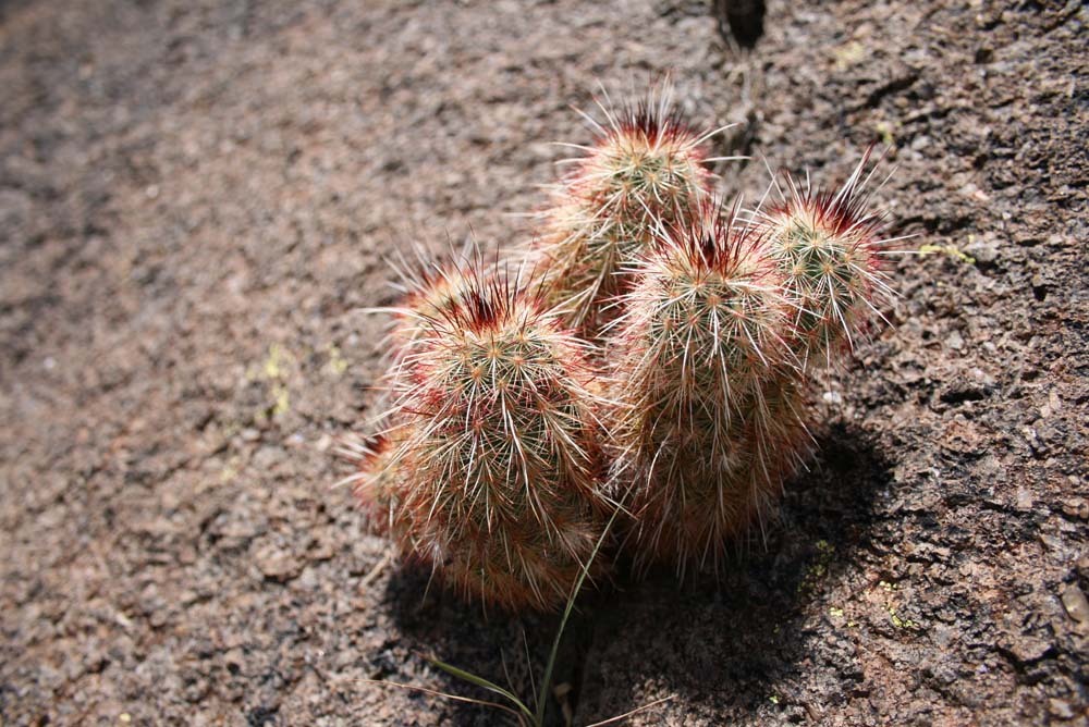 Spiny Cactus | Alpine, Texas