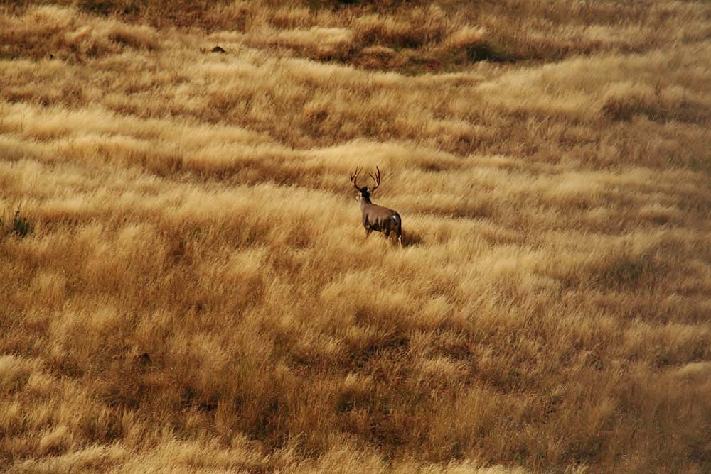 "Fields" - 06 Ranch - Alpine, TexasAlpine, Texas
