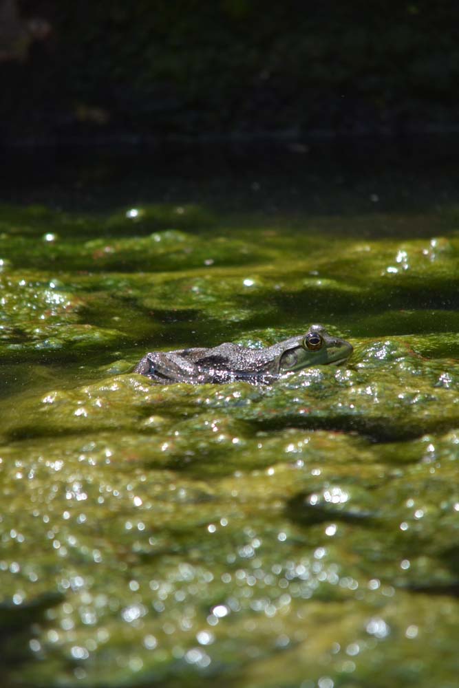 Bullfrog! In a stock tank - Alpine, TexasAlpine, Texas