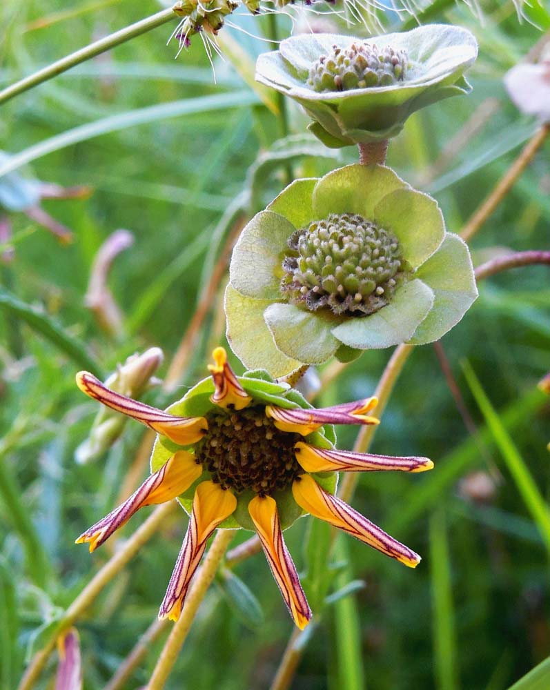 Evening Flower - Alpine, TexasAlpine, Texas