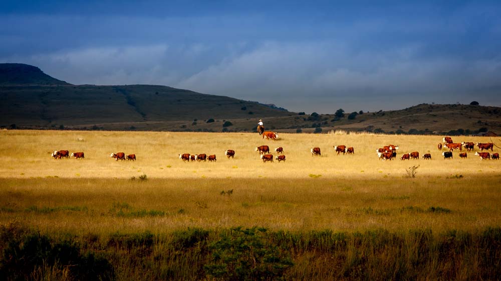 Roundup at the o6 Ranch - Alpine, TexasAlpine, Texas