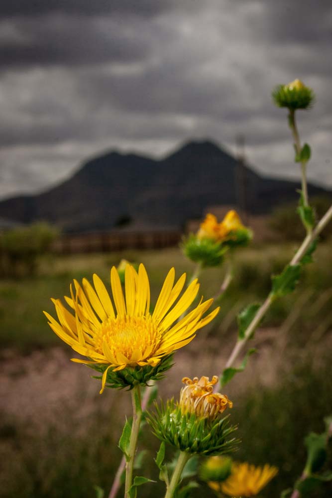 Glorious - Alpine, TexasAlpine, Texas
