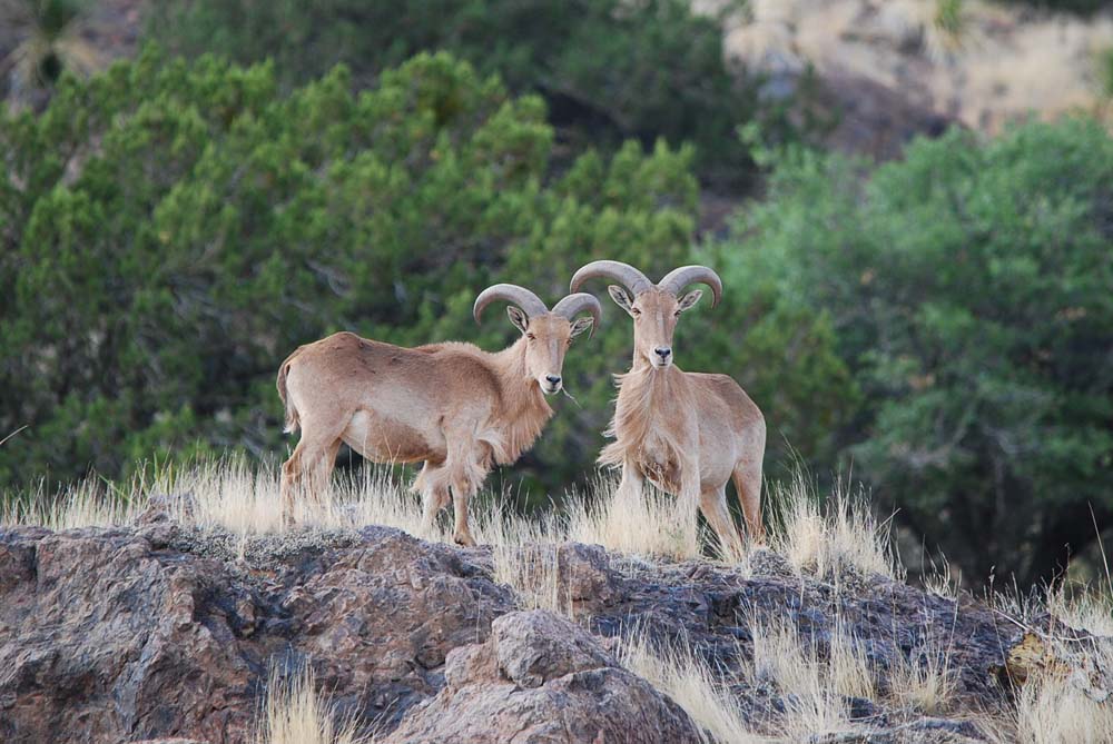 Aoudad Sheep in Sunny Glen | Alpine, Texas