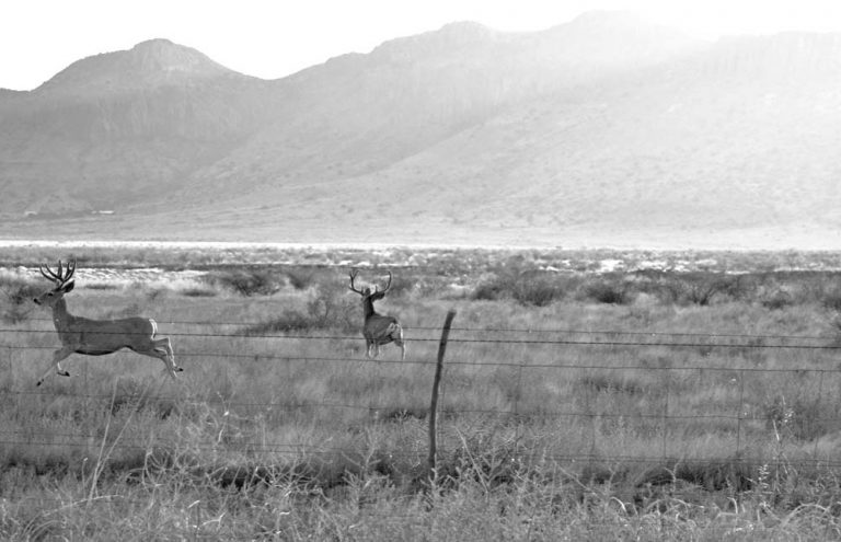 Alpine Bucks - Alpine, TexasAlpine, Texas