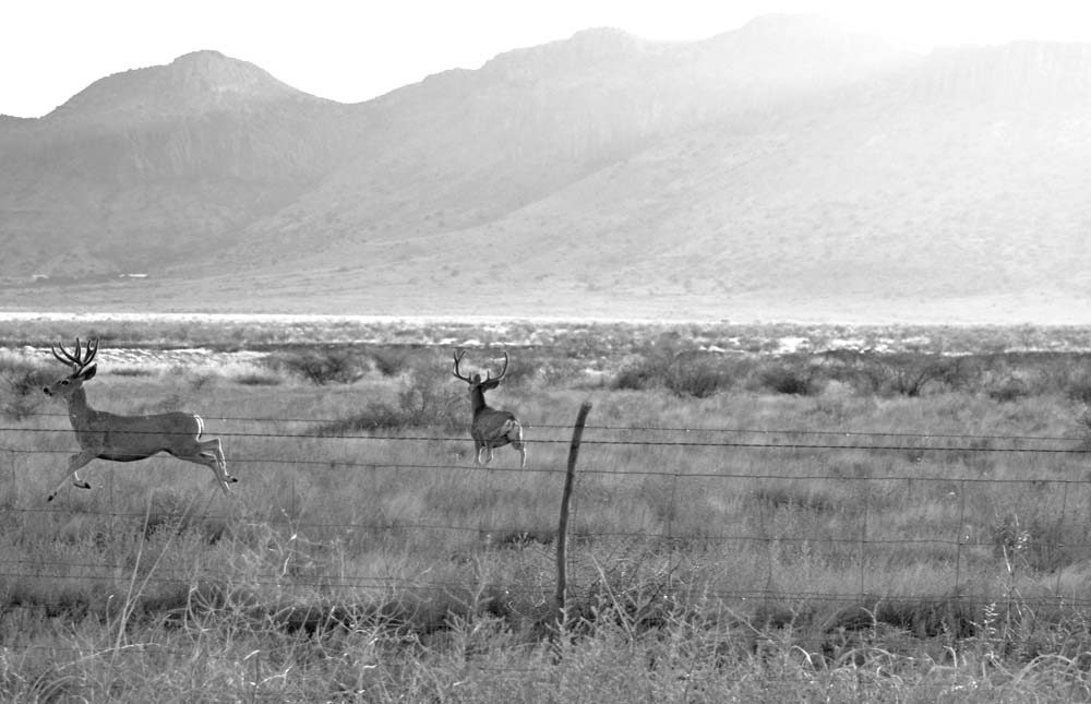 Alpine Bucks - Alpine, TexasAlpine, Texas