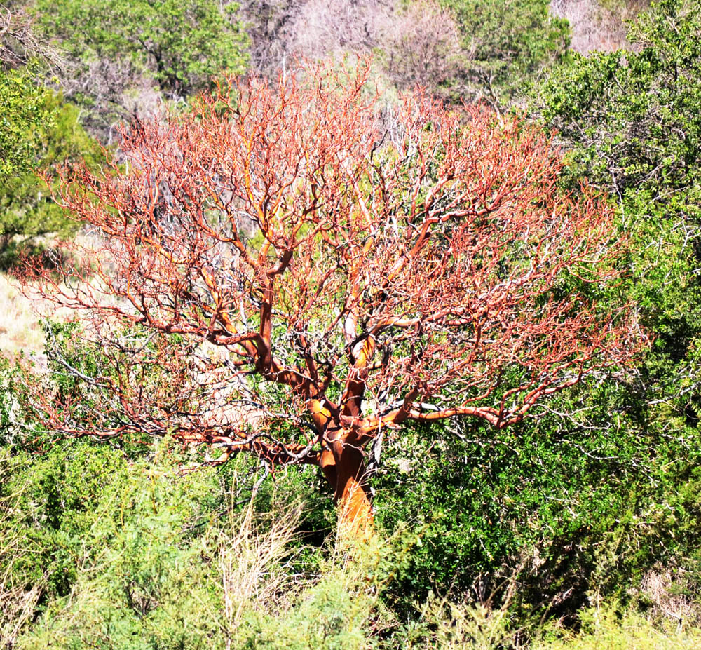 Madrone Tree - Alpine, TexasAlpine, Texas