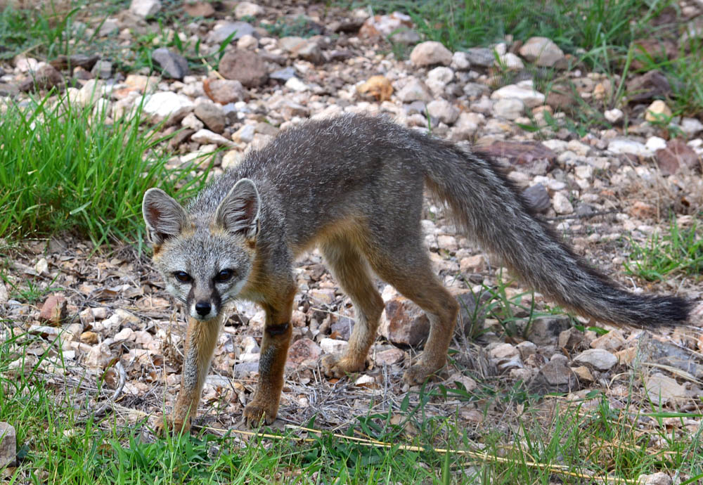 The Fox - Alpine, TexasAlpine, Texas