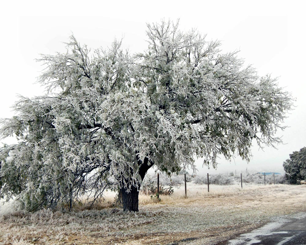 Frozen - Alpine, TexasAlpine, Texas
