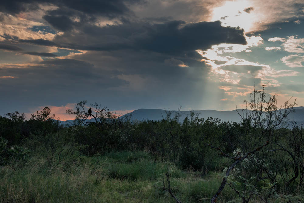Hawk at Sunset | Alpine, Texas
