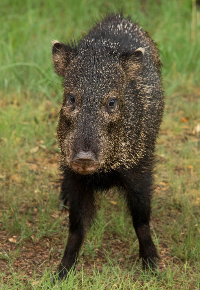 Javelina Facing Off the Camera - Alpine, TexasAlpine, Texas