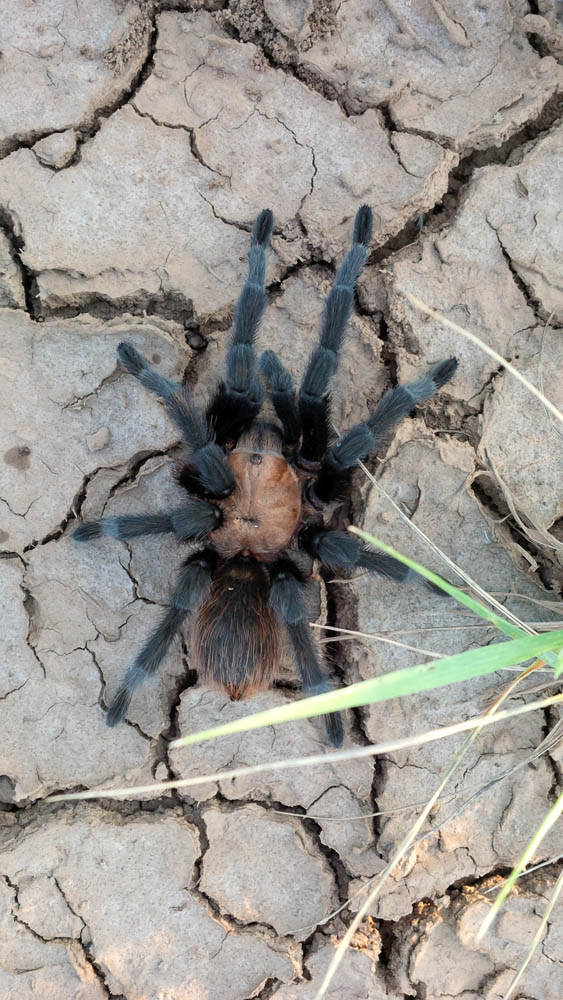 Tarantula on Dry Ground | Alpine, Texas