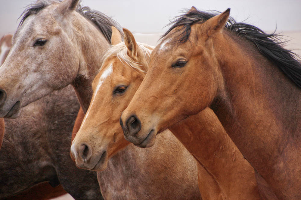 Cowponies Waiting | Alpine, Texas