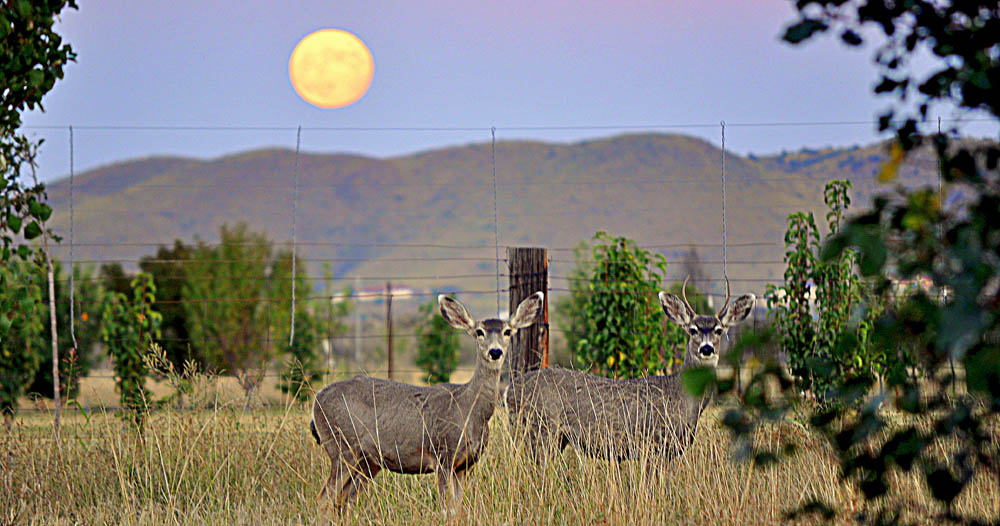 As the Full Moon Rises - Alpine, TexasAlpine, Texas