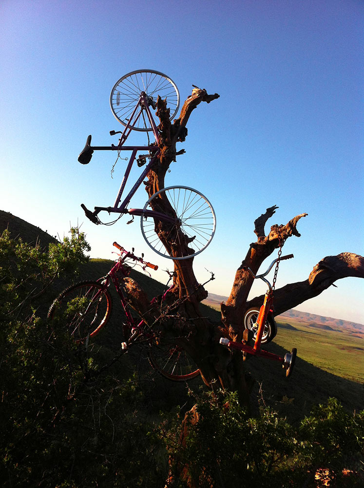 Bike Tree - Alpine, TexasAlpine, Texas