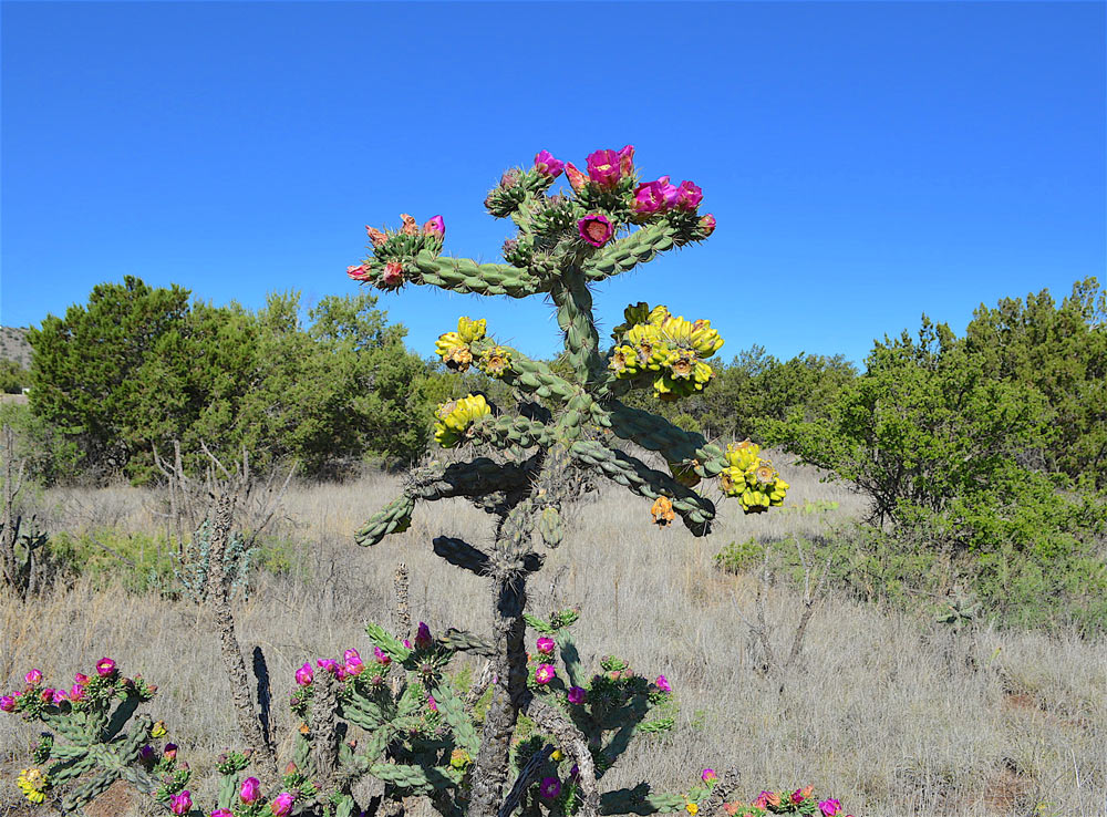Purple Cholla in Bloom | Alpine, Texas