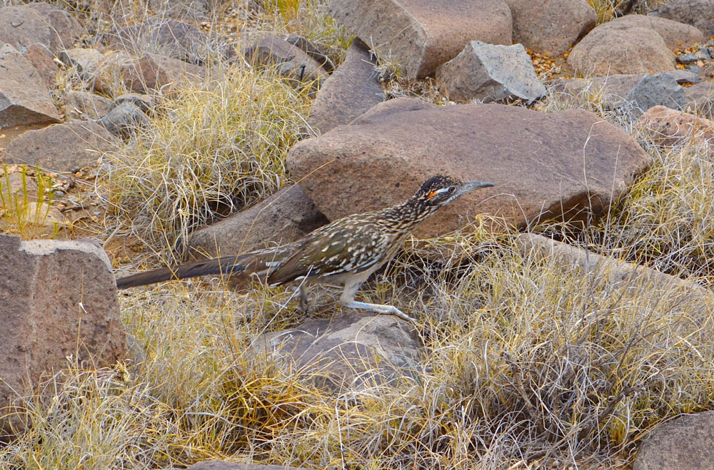 Road Runner on the Hunt | Alpine, Texas