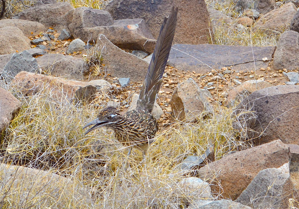 Road Runner - Alpine, TexasAlpine, Texas