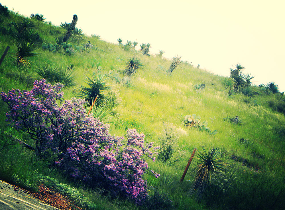 The Colors of a Bountiful West Texas | Alpine, Texas