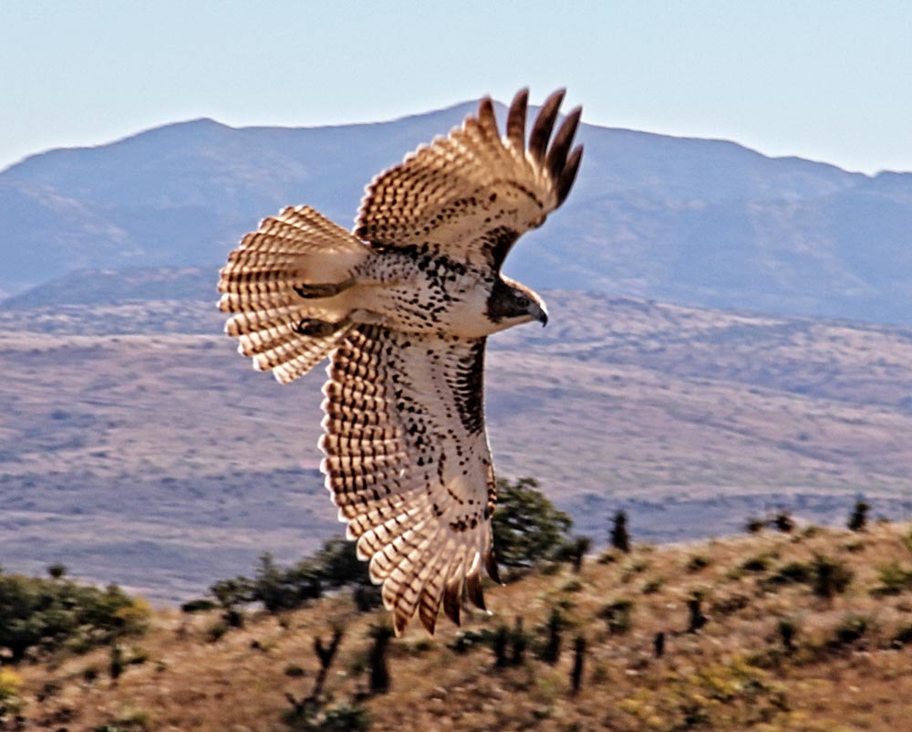 Hawk on Hancock Hill - Alpine, TexasAlpine, Texas