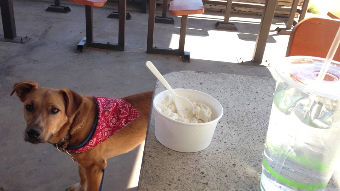 Cajun Dog on the Run | Alpine, Texas
