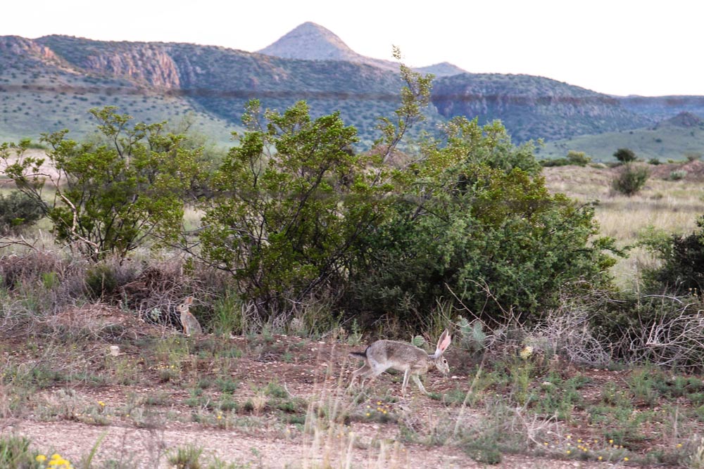 Jack Rabbits at Dusk | Alpine, Texas