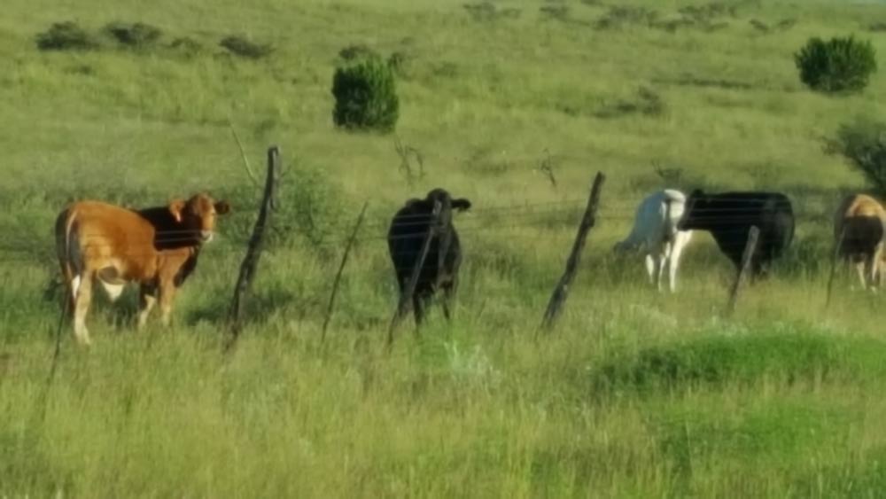 Field of Cows | Alpine, Texas