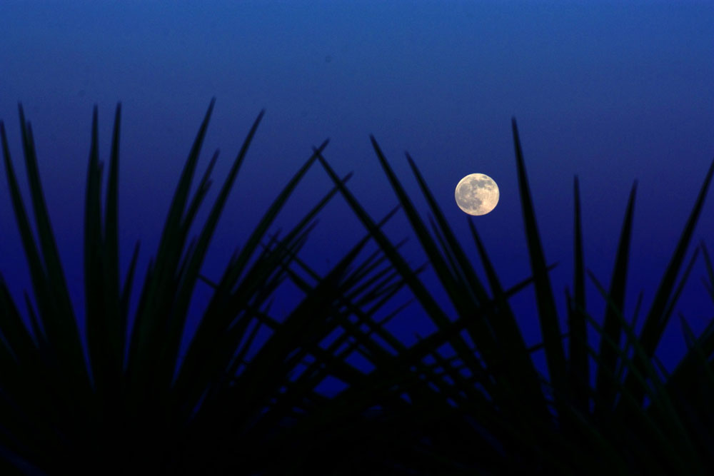 Moonrise and Yucca - Alpine, TexasAlpine, Texas