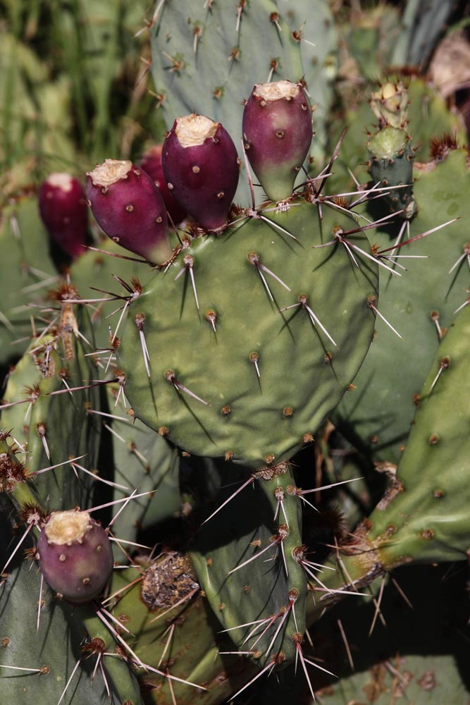West Texas Fruit - Alpine, TexasAlpine, Texas