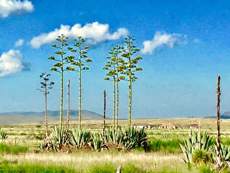 Agave in the Desert - Alpine, TexasAlpine, Texas