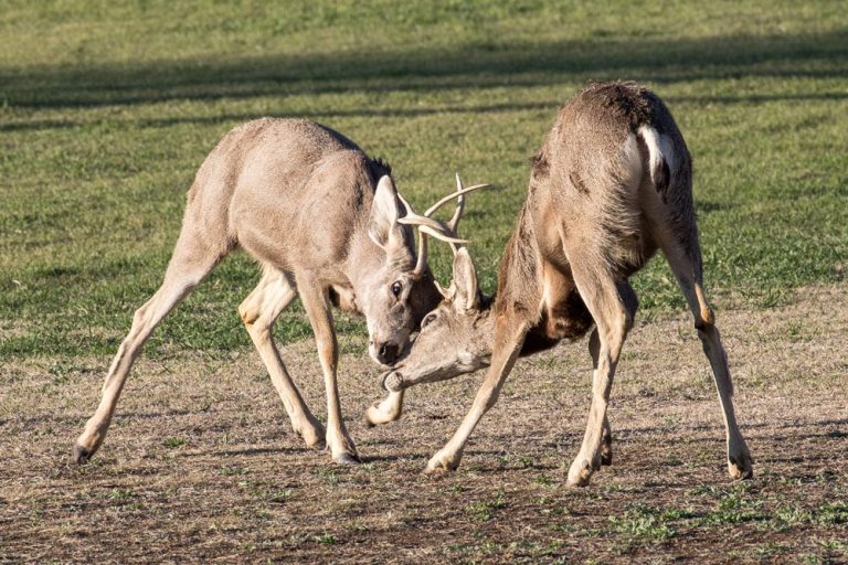 Fighting Bucks on the 18th Fairway - Alpine, TexasAlpine, Texas