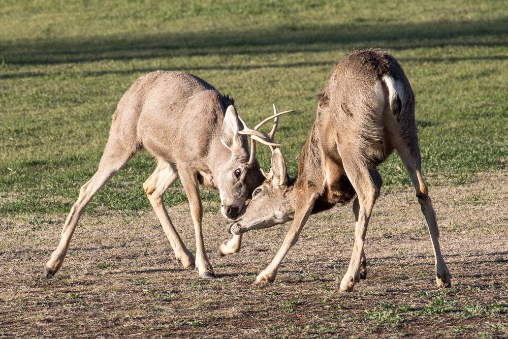 Fighting Bucks on the 18th Fairway - Alpine, TexasAlpine, Texas