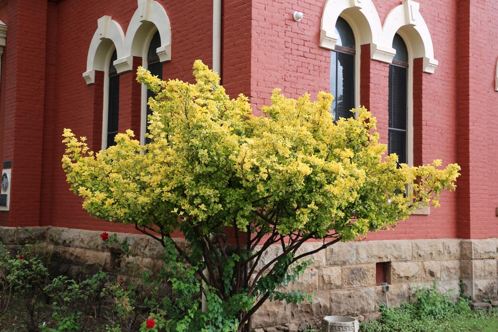 Blossoms at the Courthouse | Alpine, Texas