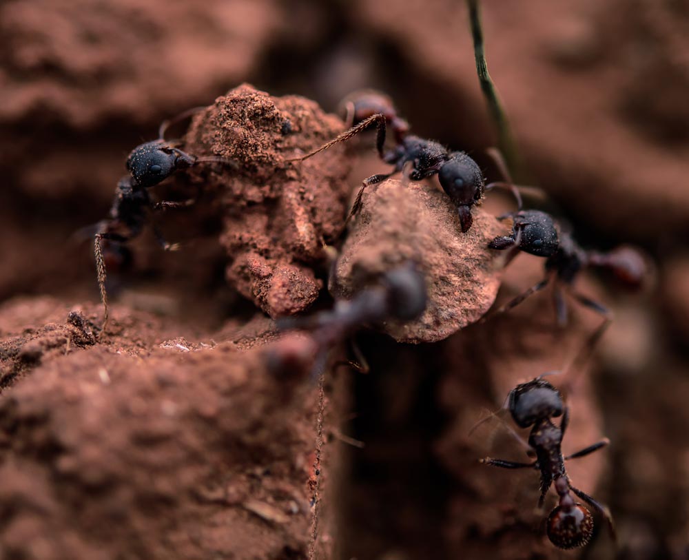 The Local Fauna - Alpine, TexasAlpine, Texas