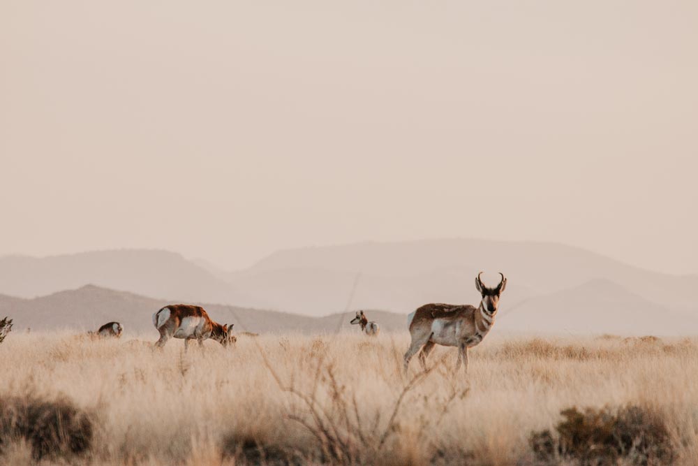 Winter in West Texas - Alpine, TexasAlpine, Texas