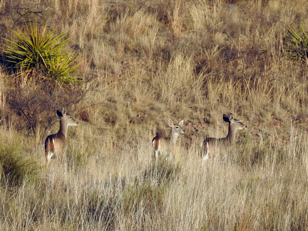 The Ladies | Alpine, Texas