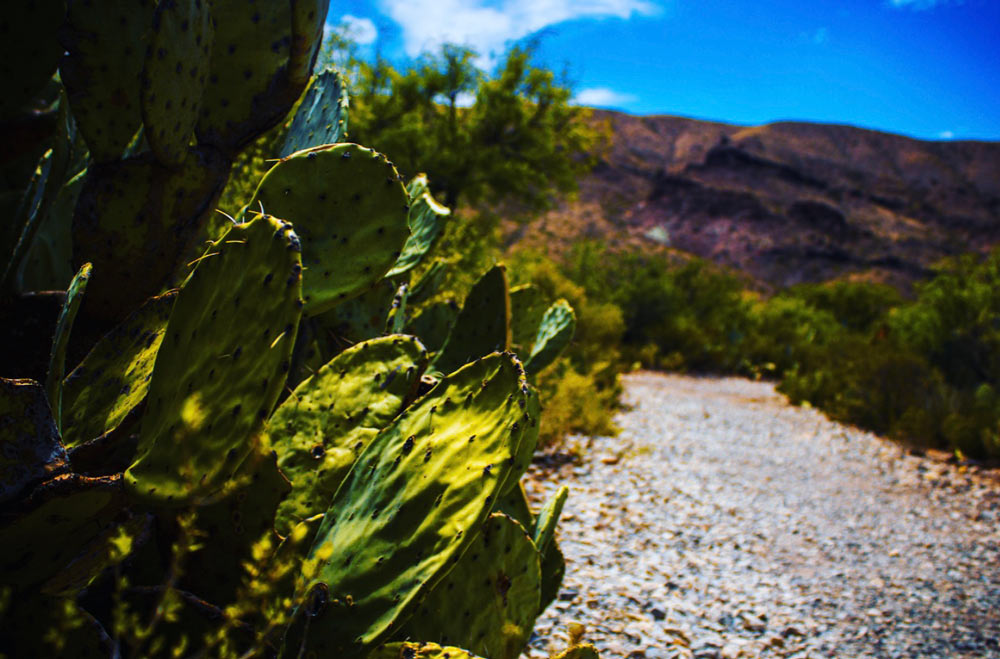 Cacti Trails - Alpine, TexasAlpine, Texas