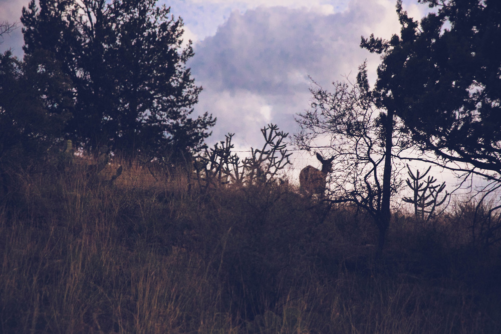 Deer on the Mountain - Alpine, TexasAlpine, Texas