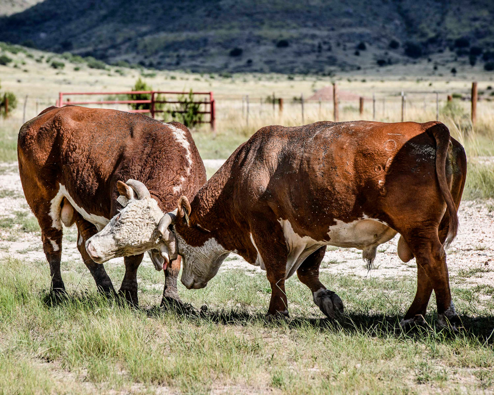 A Bunch of Bull - Alpine, TexasAlpine, Texas