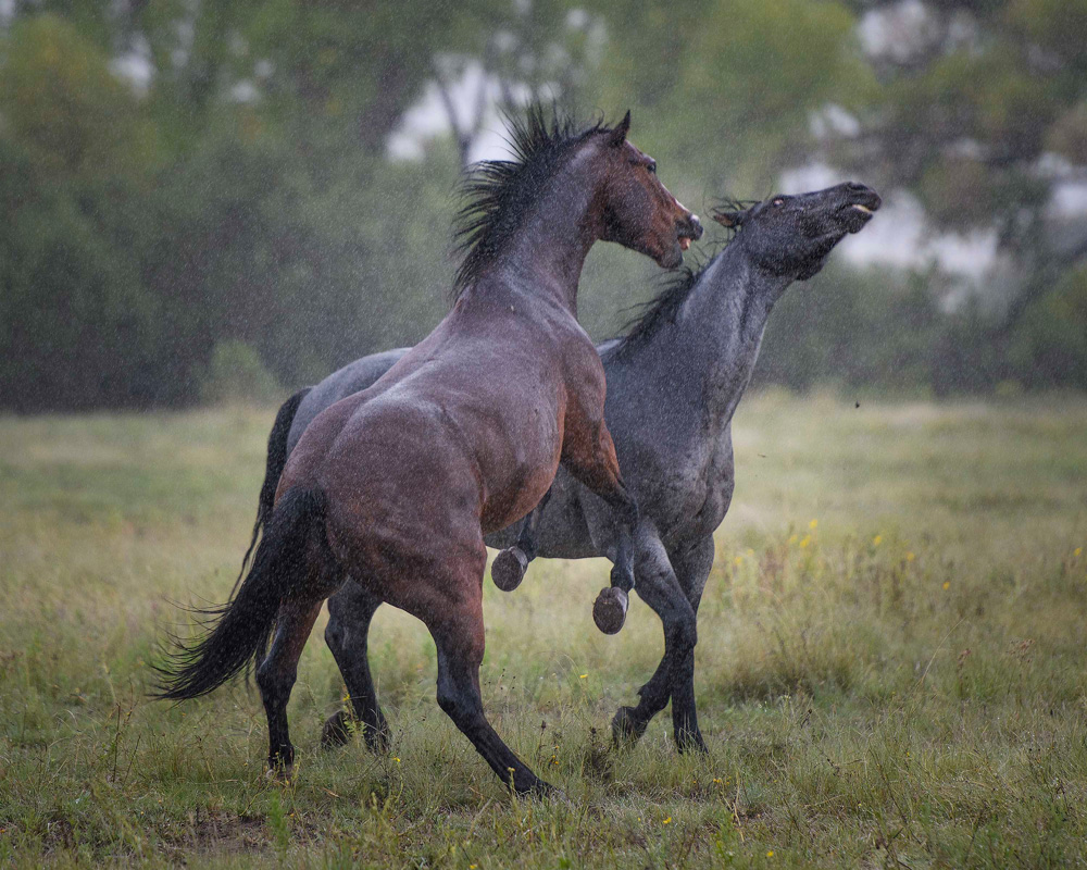 Horse Play in the Rain - Alpine, TexasAlpine, Texas