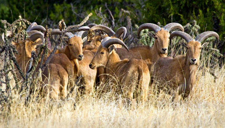 Group of Barbary or Aoudad Sheep (called an Anger) - Alpine ...