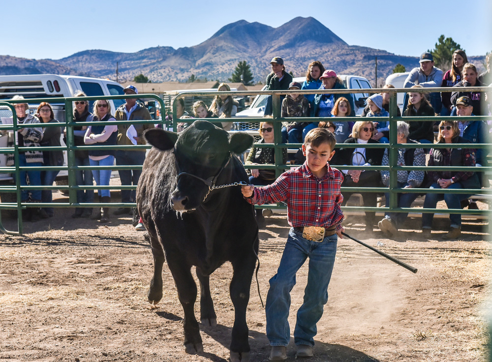 Steering the Steer | Alpine, Texas